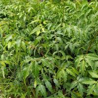 Jual Pohon Mimba Terbaik - Harga Murah Juli 2025 & Cicil 0%