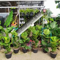 Jual Pohon Biola Cantik Terbaik - Harga Murah Februari 2024 & Cicil 0%