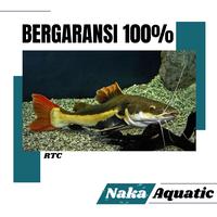 Jual Ikan Rtc Terlengkap & Terbaik - Harga Murah Juli 2025