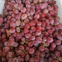Jual Anggur Red Globe Terdekat - Harga Murah & Grosir April 2024