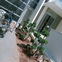 Jual Bonsai Dollar Terbaik - Harga Murah Agustus 2025 & Cicil 0%