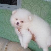 Jual Anjing Mini Pom Terlengkap & Terbaik - Harga Murah April 2024