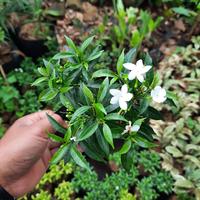 Jual Rembosa Mini Terlengkap - Daftar Harga Juni 2024 & Cicilan 0%