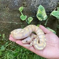 Jual Ball Python Terlengkap - Harga Murah Agustus 2025