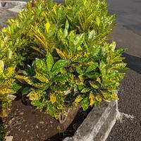 Jual Pohon Puring Terbaik - Harga Murah Maret 2025 & Cicil 0%