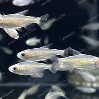 Jual Ikan Congo Tetra Terlengkap & Terbaik - Harga Murah April 2024