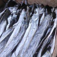 Jual Ikan Layur Terdekat - Harga Murah & Grosir April 2024