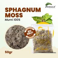 Jual Moss Putih Terbaik - Harga Murah April 2024 & Cicil 0%