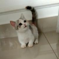 Kucing Munchkin Harga Termurah - Kualitas Terbaik