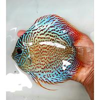 Jual Ikan Discus Leopard Terlengkap & Terbaik - Harga Murah Juni 2024