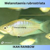 Toko discus tulang Online - Produk Lengkap & Harga Terbaik | Tokopedia