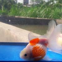 Jual Ikan Mas Koki Mutiara Terlengkap & Terbaik - Harga Murah Mei 2024