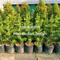 Jual Pohon Lohansung Terbaik - Harga Murah Februari 2024 & Cicil 0%