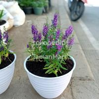 Jual Bunga Lavender Asli Terbaik - Harga Murah Mei 2024 & Cicil 0%