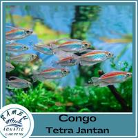Jual Ikan Congo Tetra Terlengkap & Terbaik - Harga Murah April 2024