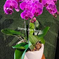 Jual Rangkaian Anggrek Terbaik - Harga Murah April 2024 & Cicil 0%