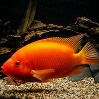 Jual Ikan Red Devil Terdekat - Harga Murah & Grosir Juni 2024