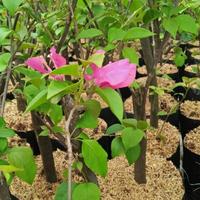 Jual Pohon Bougenville Terbaik - Harga Murah Juni 2024 & Cicil 0%