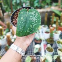 Jual Scindapsus Variegata Murah - Harga Terbaru 2021