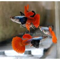 Jual Guppy Prtde Terlengkap & Terbaik - Harga Murah Juni 2024