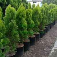 Jual Pohon Cemara Terbaik - Harga Murah Mei 2024 & Cicil 0%