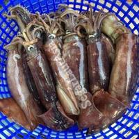 Jual Cumi Segar 1 Kg Terdekat - Harga Murah & Grosir Februari 2025