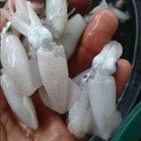 Jual Cumi Segar 1 Kg Terdekat - Harga Murah & Grosir Februari 2025