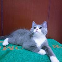 Jual Kucing Bsh Terlengkap & Terbaik - Harga Murah Maret 2025