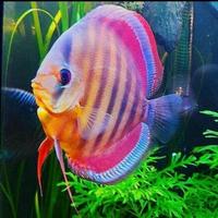 Jual Ikan Discus Satuan dan Paketan Harga Termurah Juni 2024