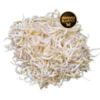 Jual Tauge Terdekat - Harga Murah & Grosir Juni 2024