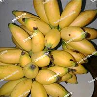 Jual 1 Tandan Pisang Terdekat - Harga Murah & Grosir Mei 2024