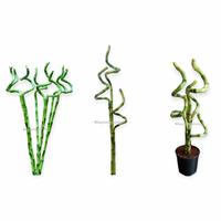 Jual Bambu Batangan Terbaik - Harga Murah November 2024 & Cicil 0%