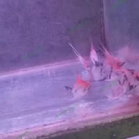 Jual Manfish Red Terlengkap & Terbaik - Harga Murah Mei 2024