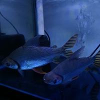 Jual Red Feifeng Terdekat - Harga Murah & Grosir April 2024