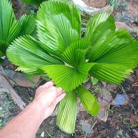 Jual Palem Kol Terbaik - Harga Murah Mei 2024 & Cicil 0%