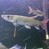 Jual Ikan Pike Terdekat - Harga Murah & Grosir Juni 2024