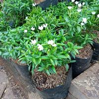 Jual Tanaman Sabrina Terbaik - Harga Murah Juni 2024 & Cicil 0%