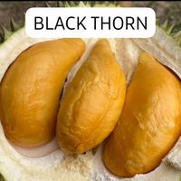 Jual Durian Black Thorn Murah - Harga Terbaru 2024