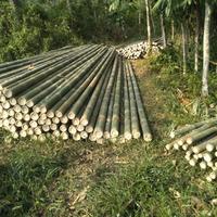 Jual Bambu Batangan Terbaik - Harga Murah Mei 2024 & Cicil 0%