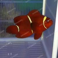 Jual Ikan Nemo Air Tawar Terlengkap & Terbaik - Harga Murah Juni 2024