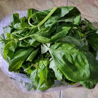 Jual Daun Basil Terdekat - Harga Murah & Grosir Mei 2025