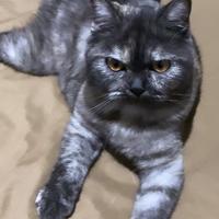 Jual Kucing Bsh Terlengkap & Terbaik - Harga Murah Mei 2024