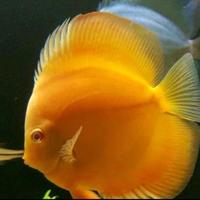 Jual Ikan Discus Satuan dan Paketan Harga Termurah Juni 2024