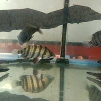 Jual Ikan Datz Terlengkap & Terbaik - Harga Murah Juni 2024