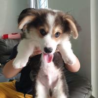 Jual Anjing Corgi Terlengkap & Terbaik - Harga Murah Mei 2025