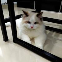 Jual Ragdoll Murah - Harga Terbaru Mei 2025