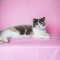 Kucing Scottish Fold Mei 2024