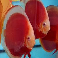 Jual Ikan Discus Satuan dan Paketan Harga Termurah Januari 2024
