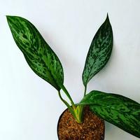 Review Aglaonema Painted Princess | Tanaman Hias Indoor Aglonema ...