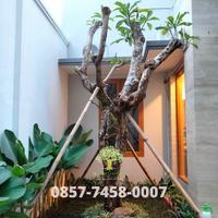 Jual Kamboja Fosil Terbaik - Harga Murah Mei 2024 & Cicil 0%
